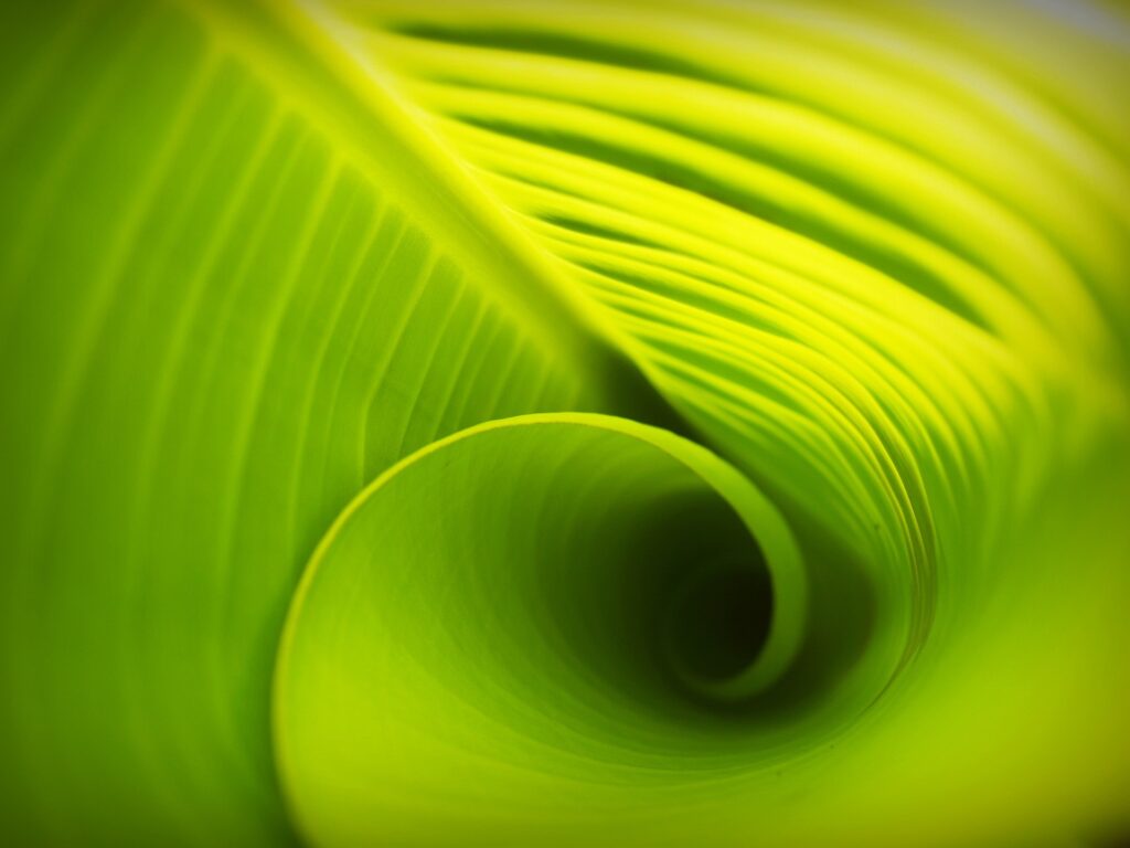 Over ons - KORU Consulting